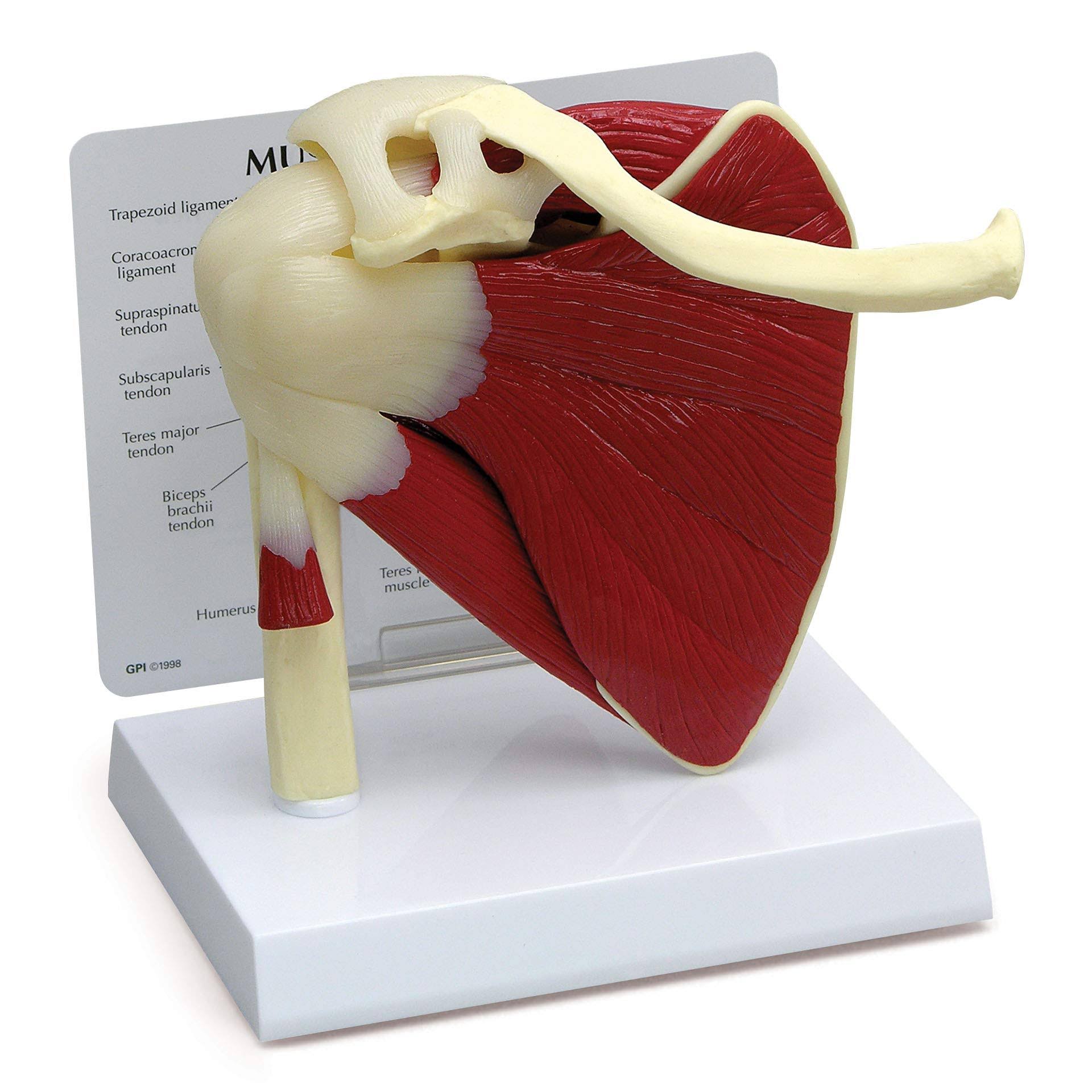 GPI Anatomicals Muscled Shoulder Model Muscled Shoulder Model ...